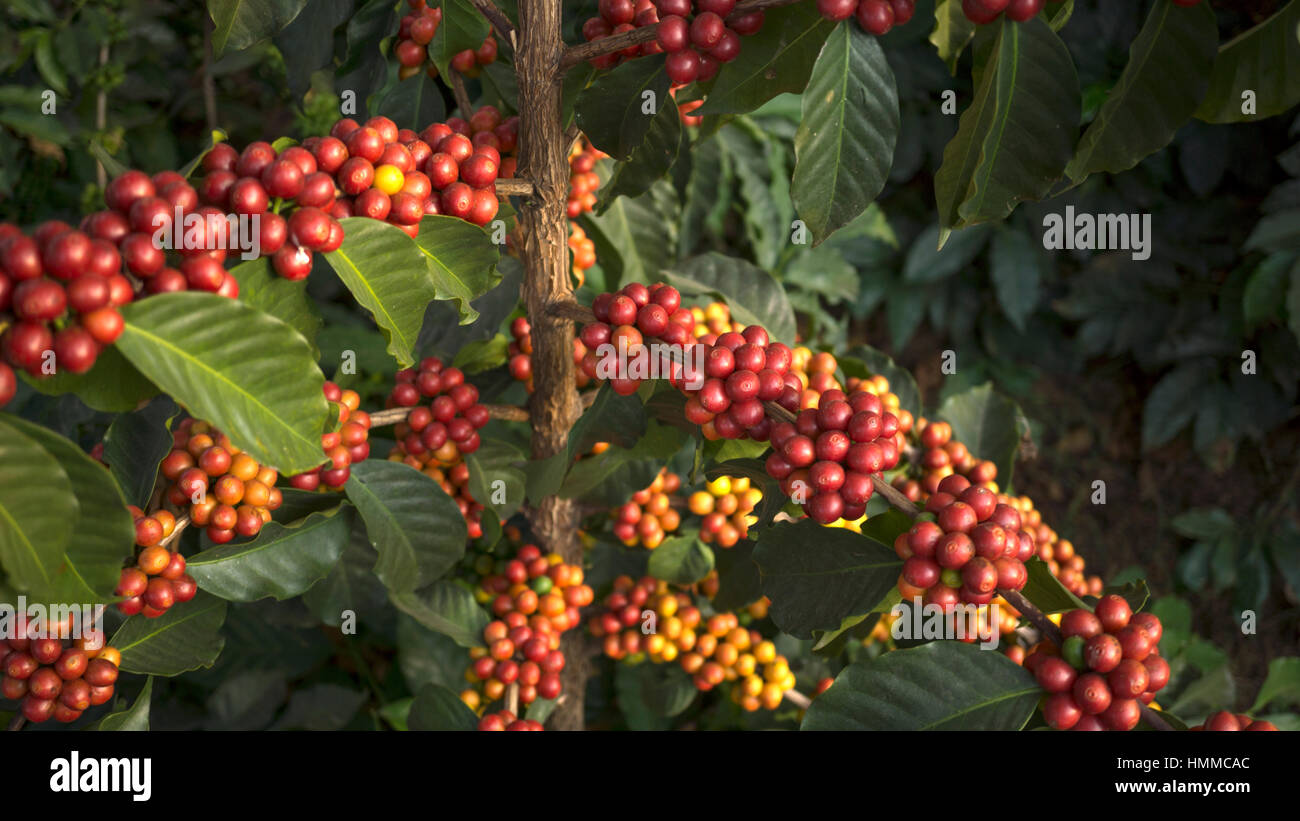 Tree of coffee hi-res stock photography and images - Alamy