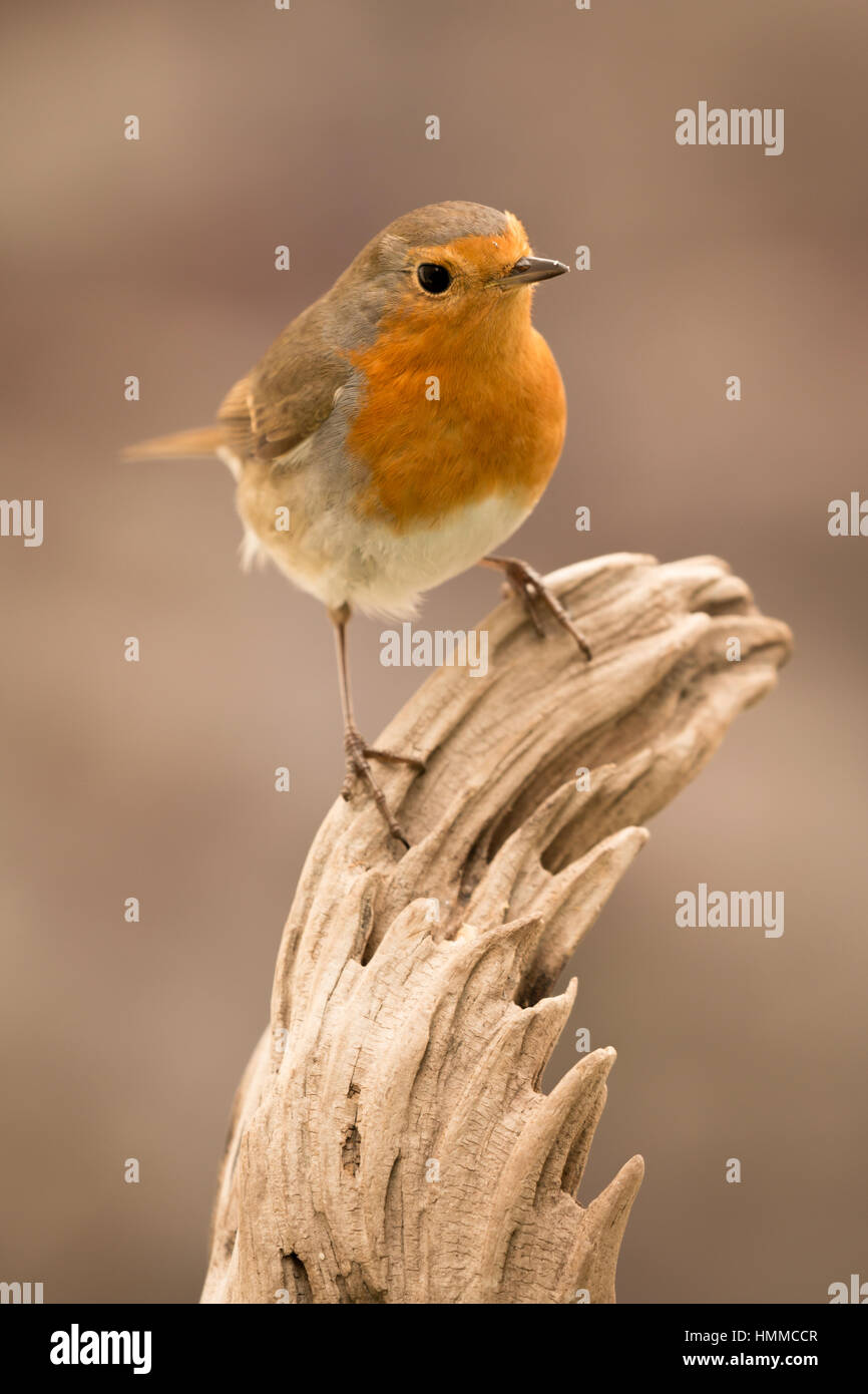 Pretty Bird with orange plumage Stock Photo - Alamy