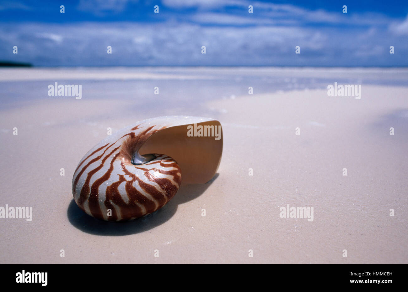 Nautilus shell on a beach in the Maldives Stock Photo - Alamy