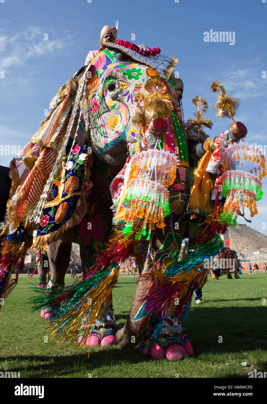 Elephant festival in Jaipur, India Stock Photo - Alamy