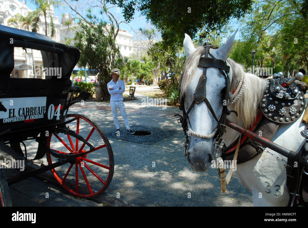 Horse drawn carriage in city centre, Havana, Cuba Stock Photo - Alamy