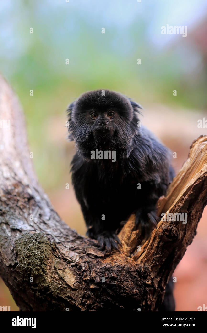 Goeldi's marmoset, (Callimico goeldii), adult, South America Stock ...