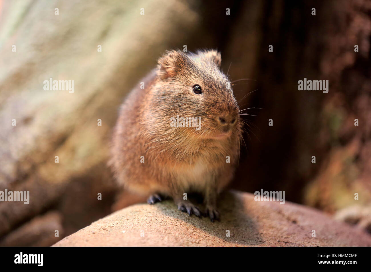 Greater guinea pig, (Cavia magna), adult, South America Stock Photo - Alamy