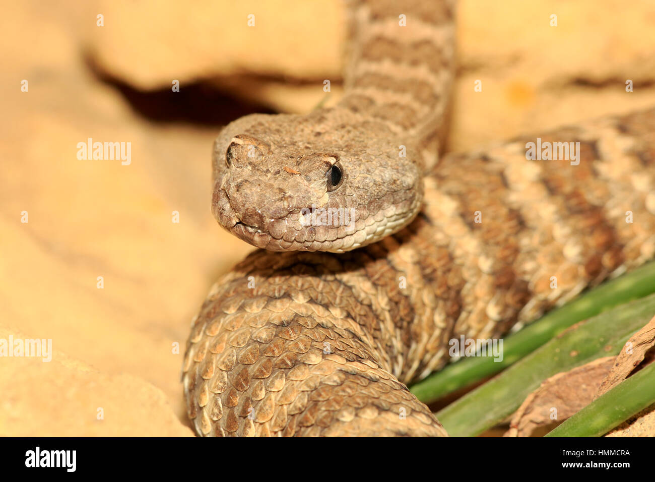 Prairie Rattlesnake, (Crotalus viridis), adult portrait, USA ...