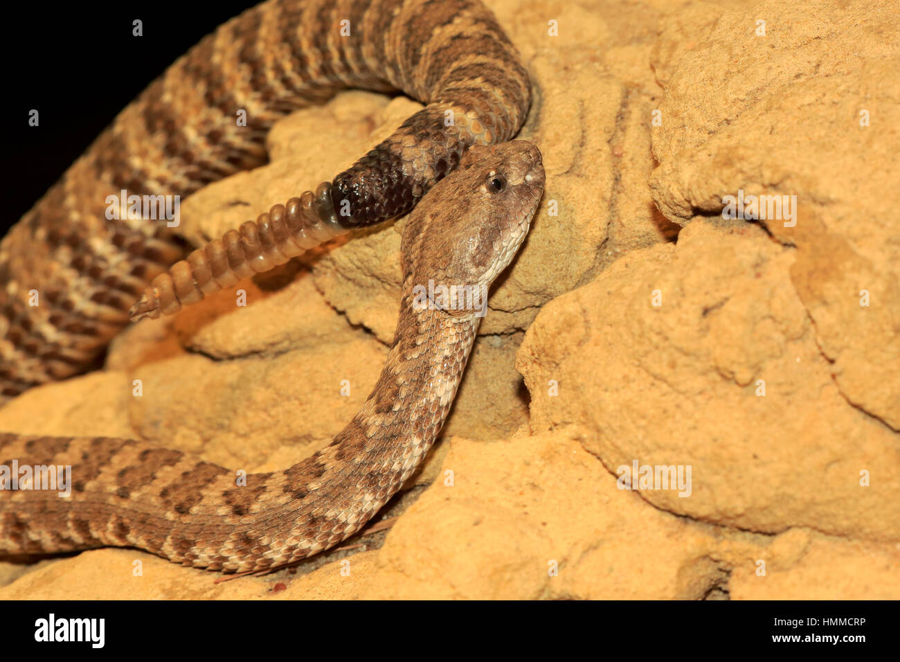 Prairie Rattlesnake, (Crotalus viridis), adult, USA, Northamerica Stock ...