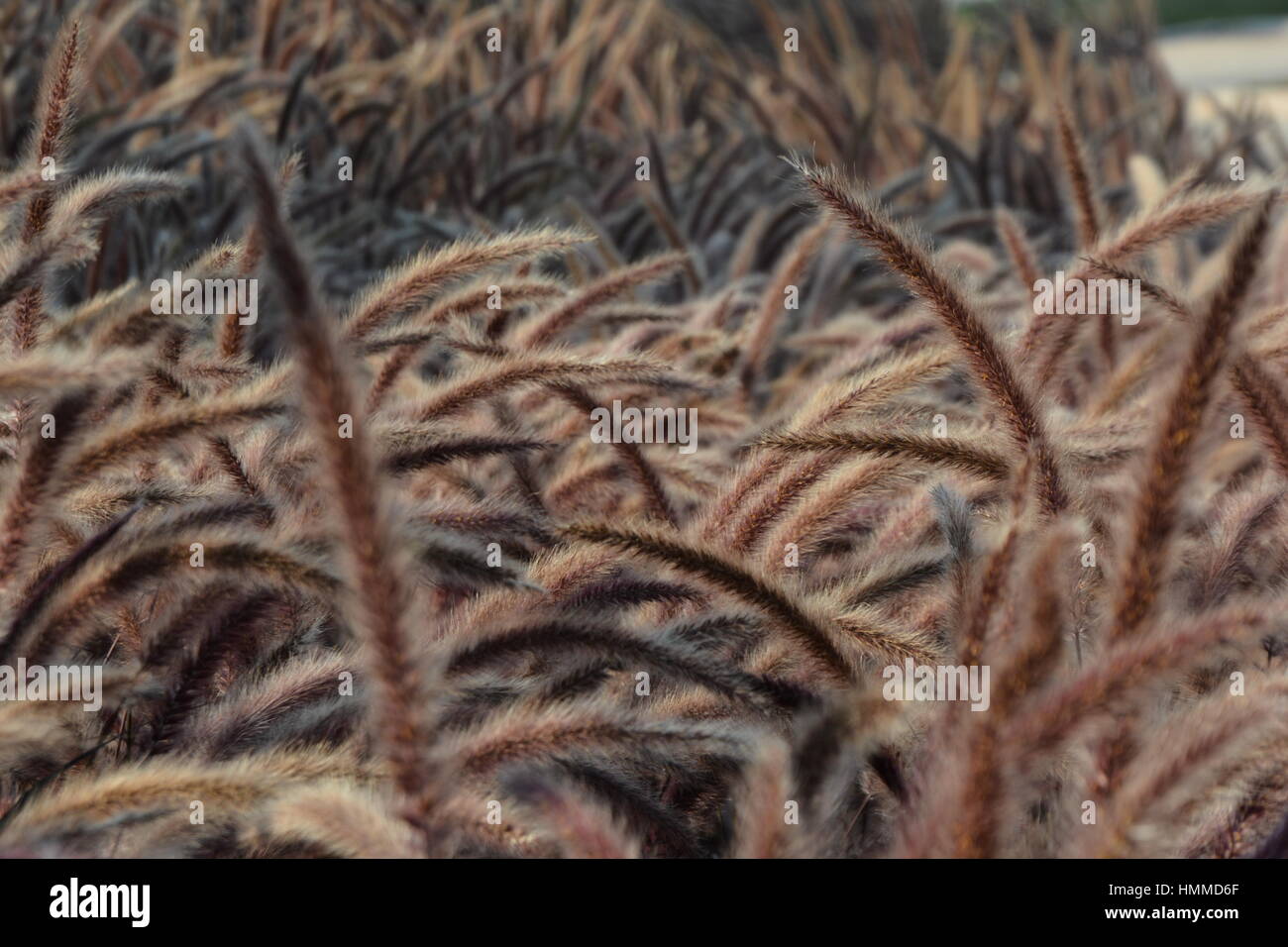 Bristle grass hi-res stock photography and images - Alamy