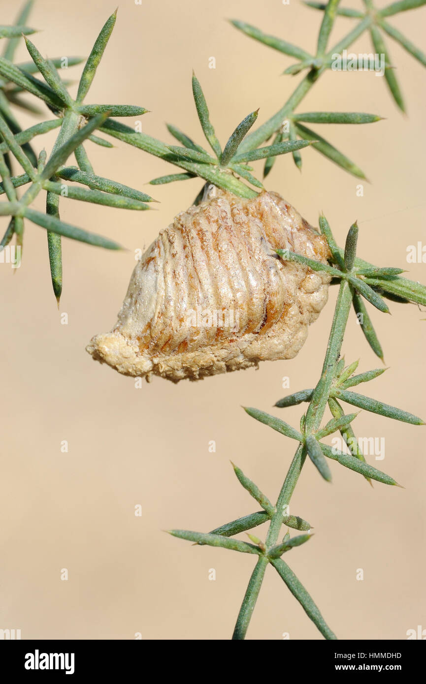 Mantis ootheca hi-res stock photography and images - Alamy