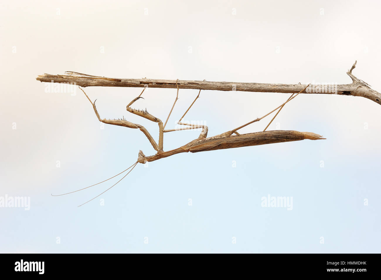 Mantis on a branch hi-res stock photography and images - Alamy