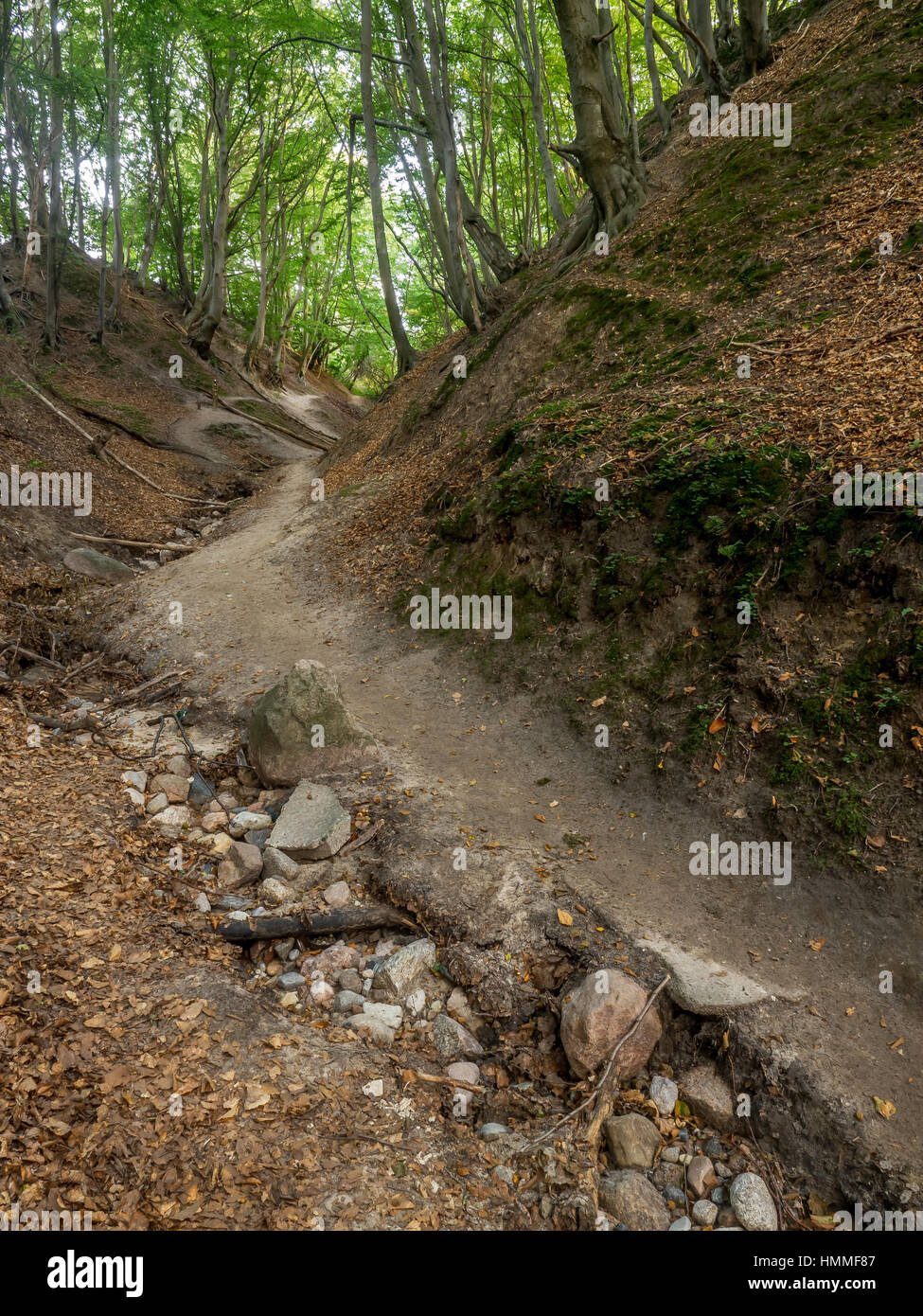 Fox Ravine or "Lisi Jar" between Rozewie and Jastrzebia Gora, Poland ...
