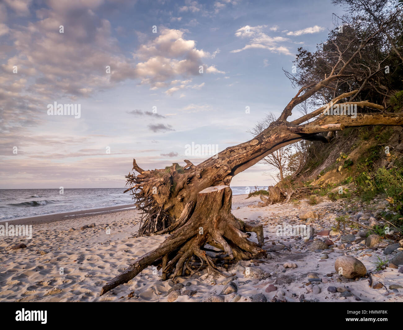 Beach with a blown down tree Stock Photo - Alamy