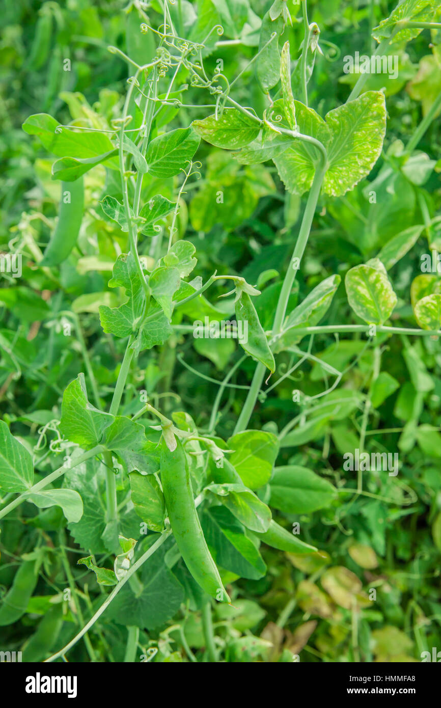 Green peas growing in the garden or on the field Stock Photo - Alamy