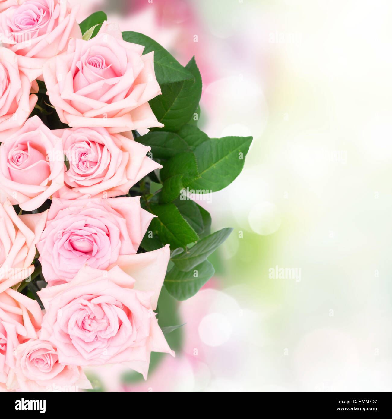 Pink blooming roses Stock Photo - Alamy