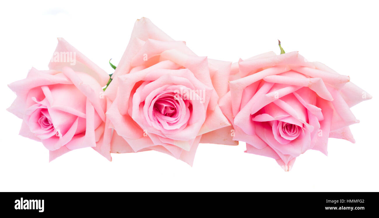 Pink blooming roses Stock Photo - Alamy