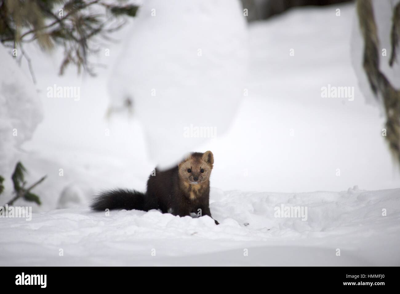 Fluffy sable animal hi-res stock photography and images - Alamy