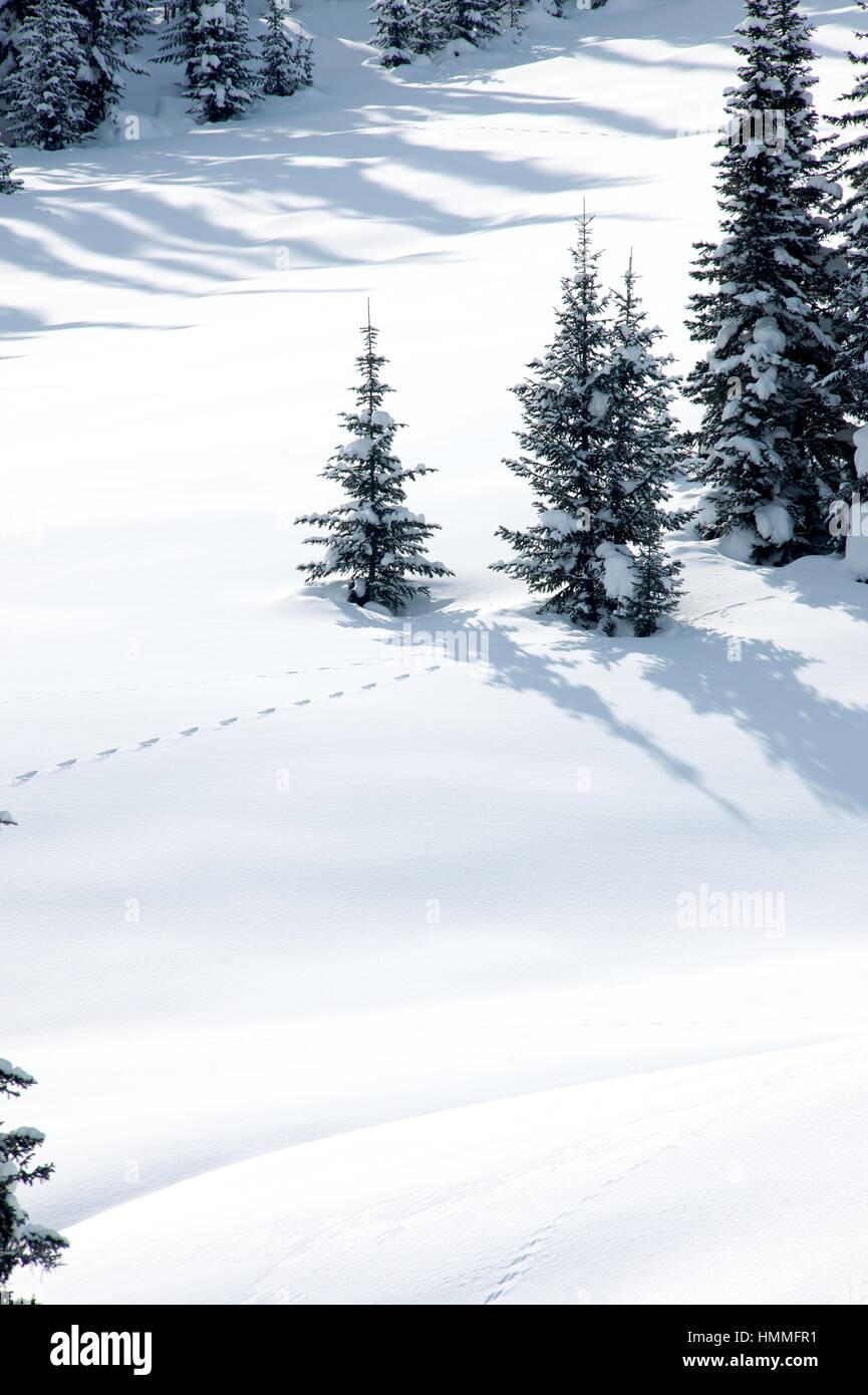 Large fir tree covered hi-res stock photography and images - Alamy