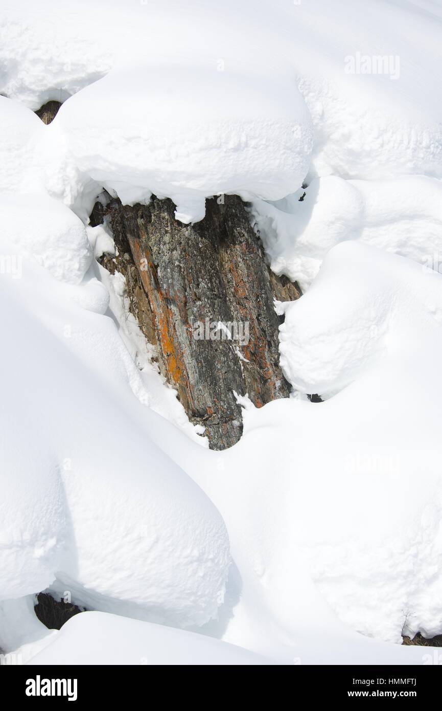 Rock covered with red moss Stock Photo - Alamy