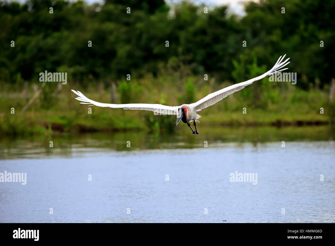 Jabiru, (Jabiru mycteria), adult flying, Pantanal, Mato Grosso, Brazil ...
