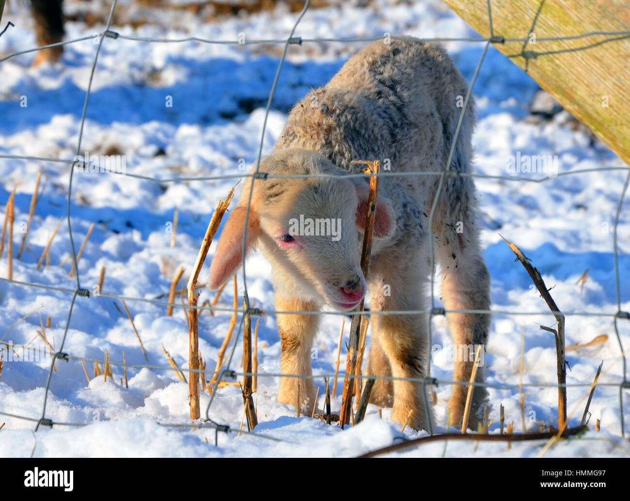 Newborn lamb snow hi-res stock photography and images - Alamy