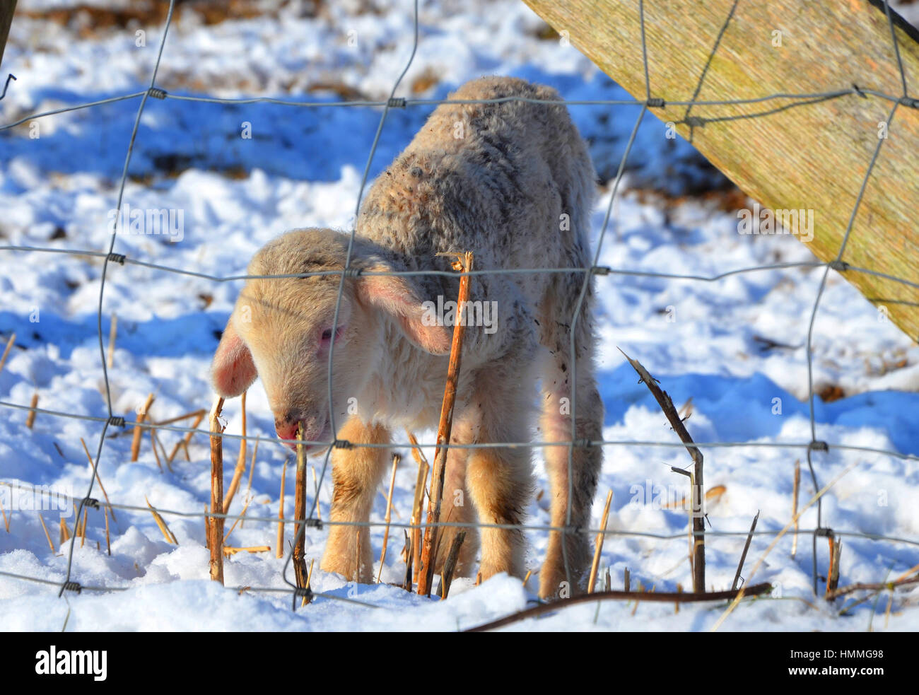 Newborn lamb snow hi-res stock photography and images - Alamy