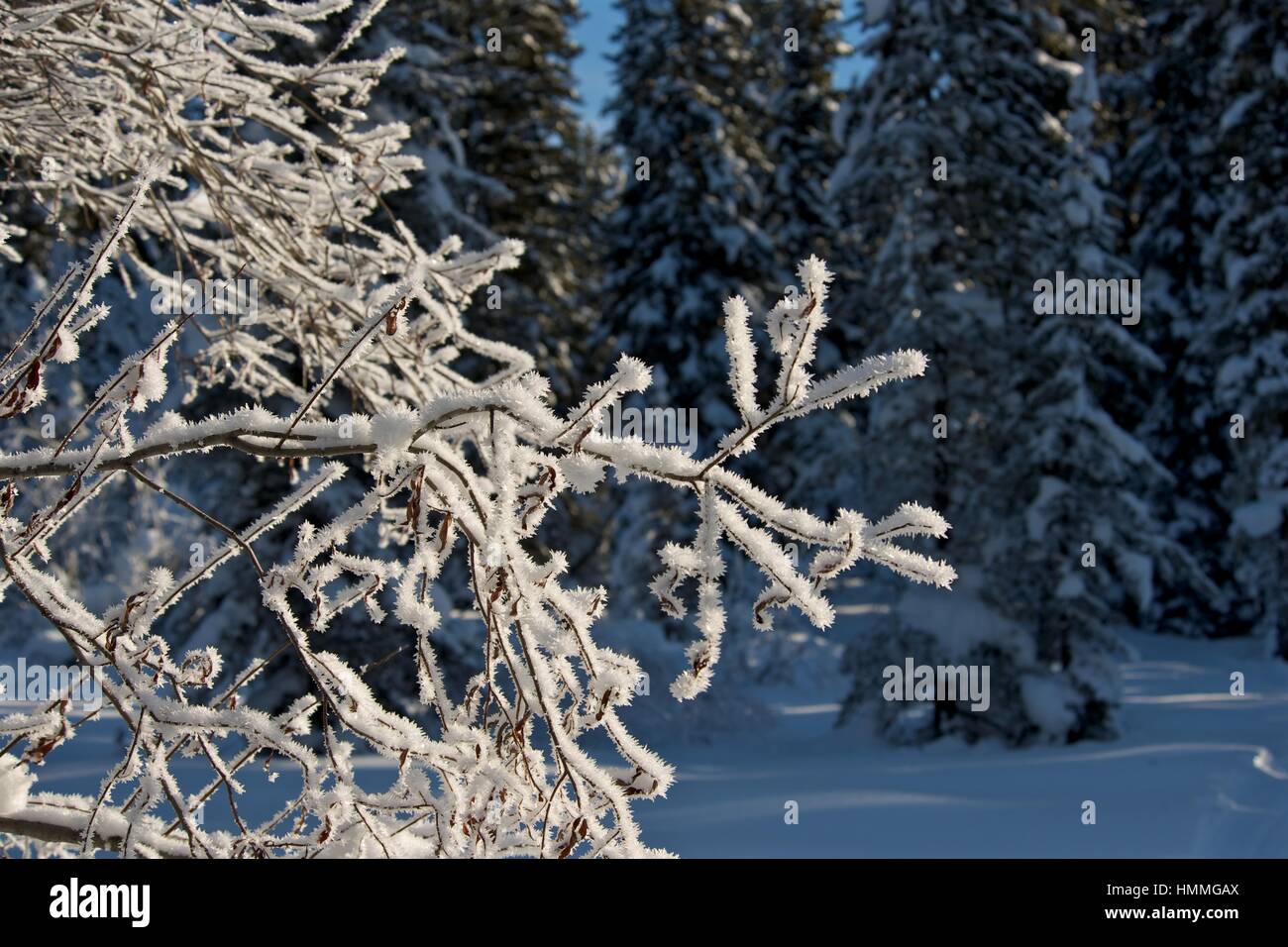 Beautiful winter landscape with snow covered trees Stock Photo - Alamy