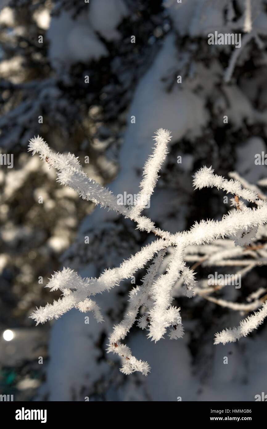 Frosted branches close-up on sunset background Stock Photo - Alamy