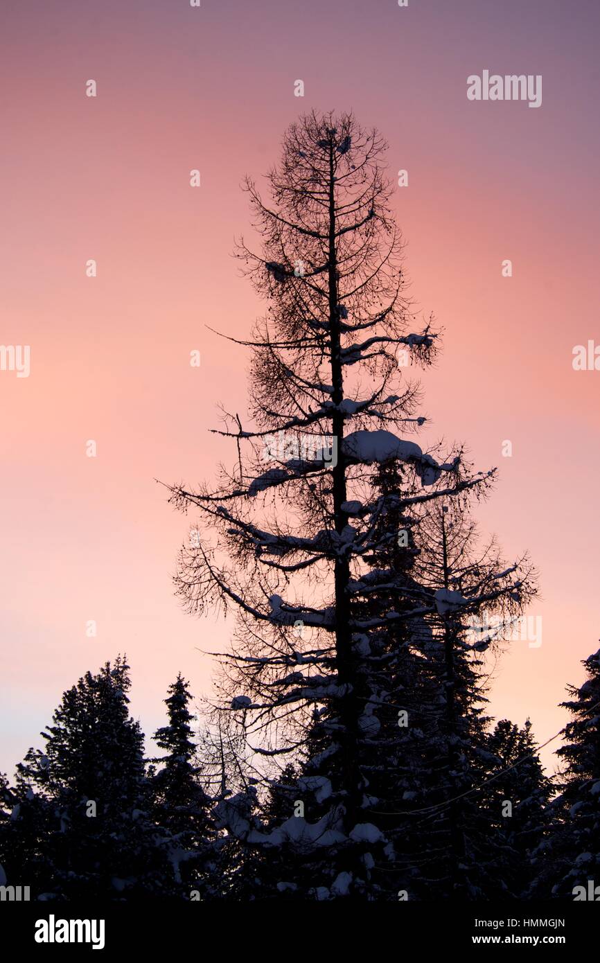 Single tree on a sky background at sunset or sunrise Stock Photo - Alamy