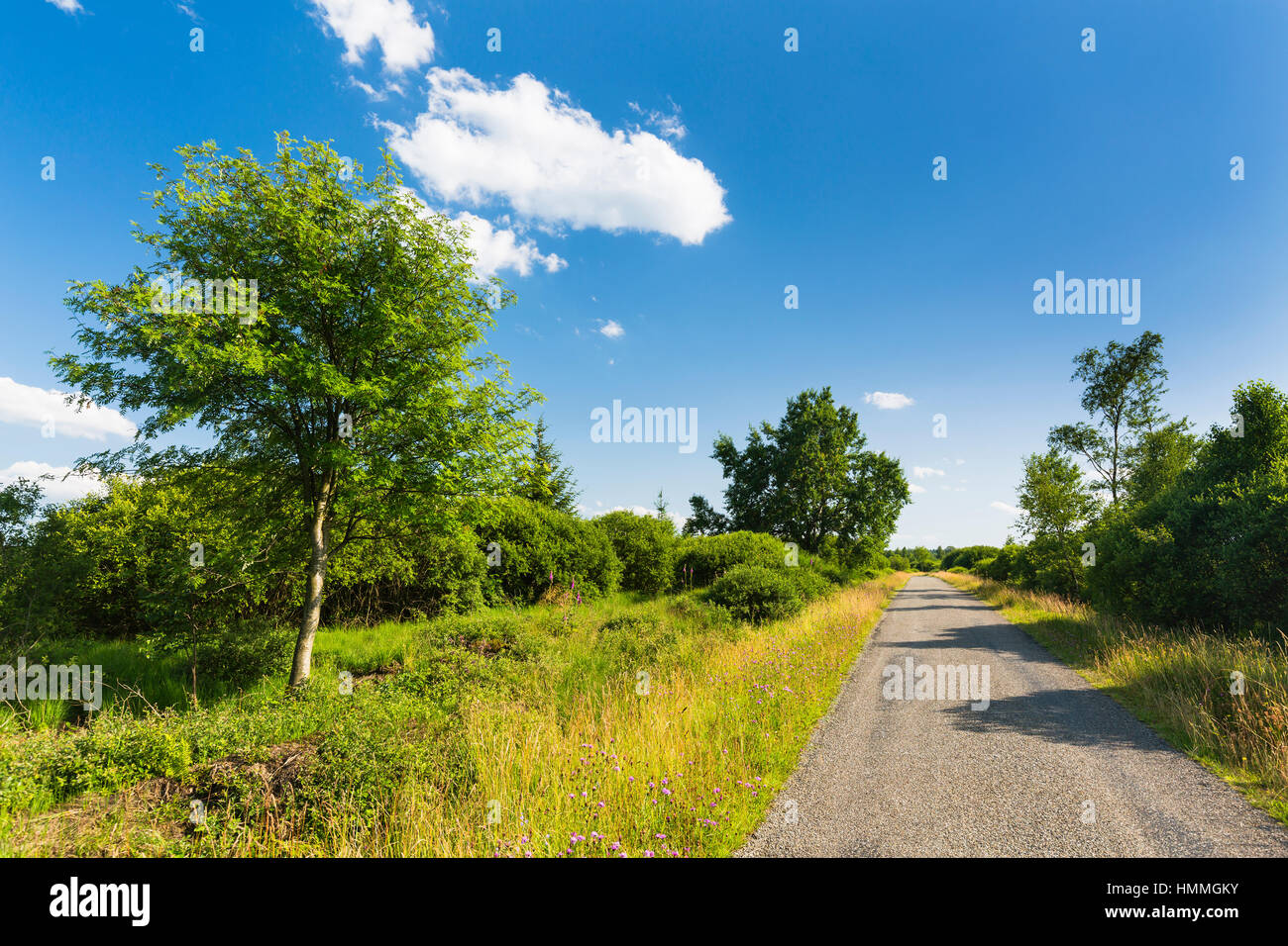 A road leading through wide moor landscape with some trees in the High ...