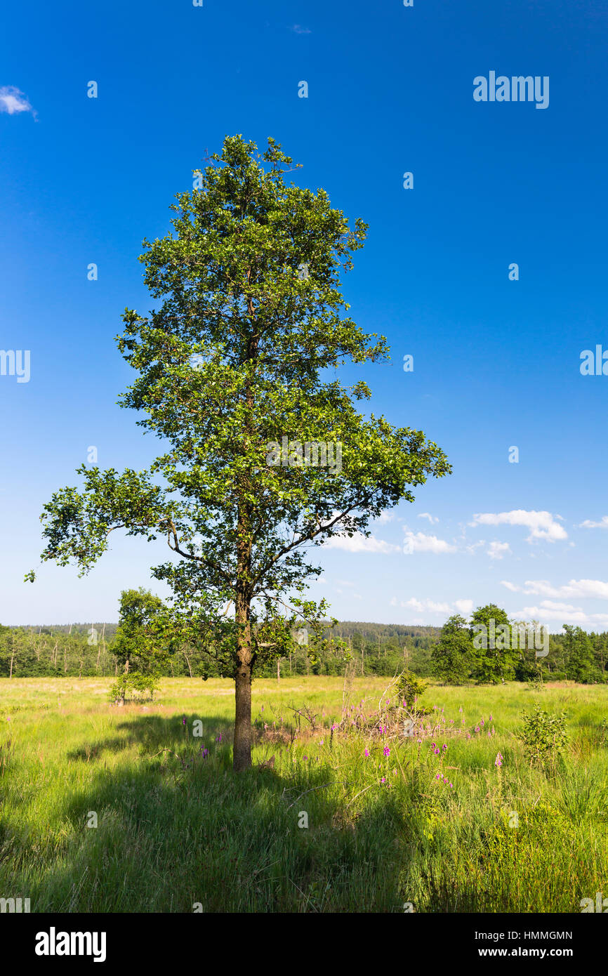 Belgium landscape hi-res stock photography and images - Alamy