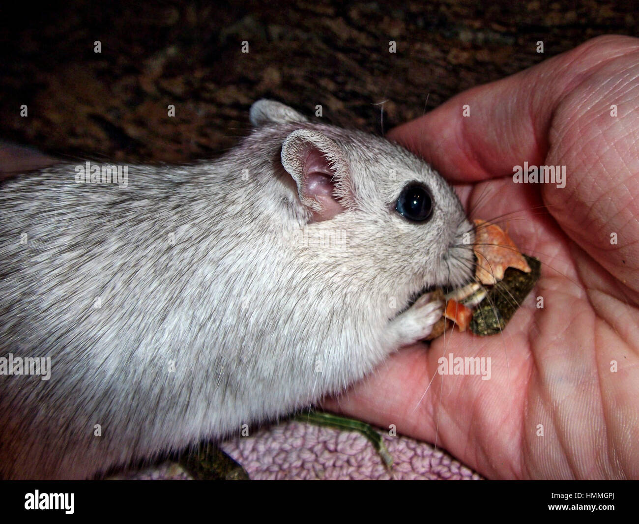 Mongolian gerbil hi-res stock photography and images - Alamy
