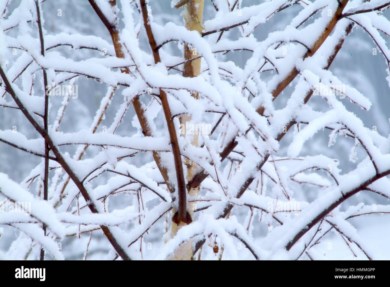 Frosted branches close-up on sunset background Stock Photo - Alamy