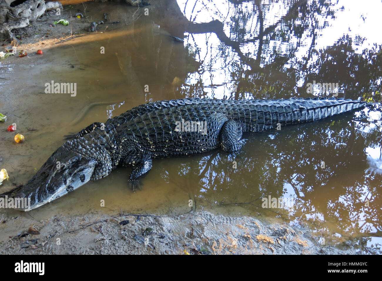 Caiman (Caimaninae) at Madidi National Park, Bolivia Stock Photo - Alamy