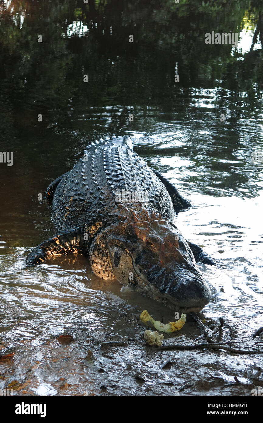 Amazon Caiman Crocodile High Resolution Stock Photography and Images ...