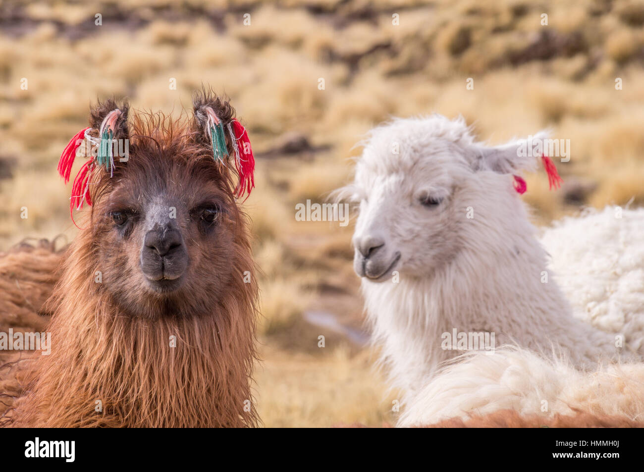 Lamas of peru hi-res stock photography and images - Alamy