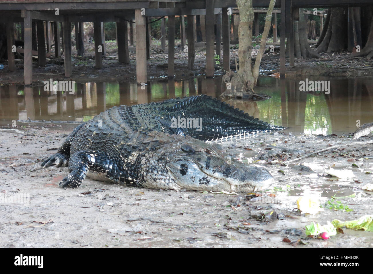 Caiman (Caimaninae) at Madidi National Park, Bolivia Stock Photo - Alamy