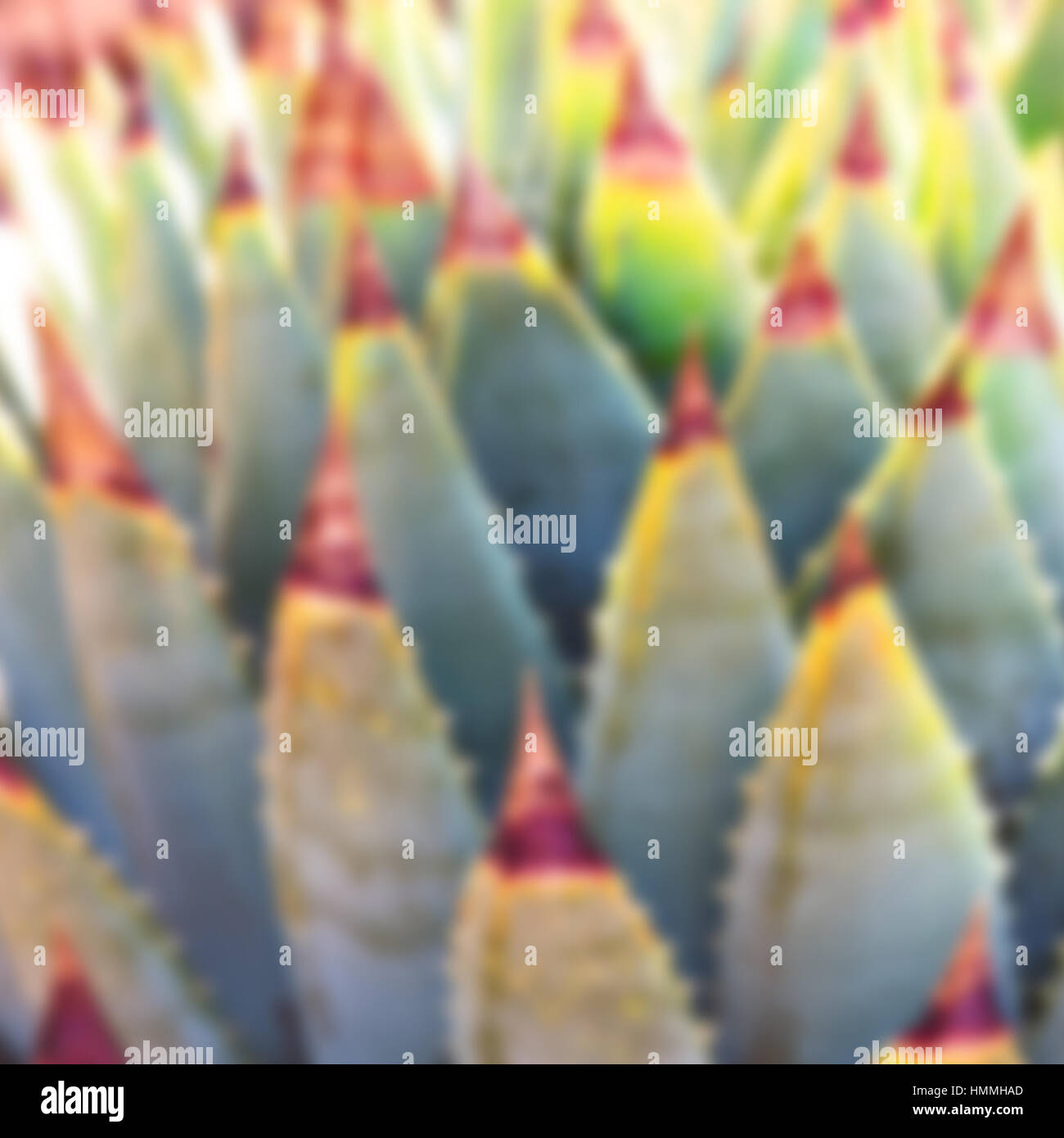 blur in south africa abstract leaf of cactus plant and light Stock ...