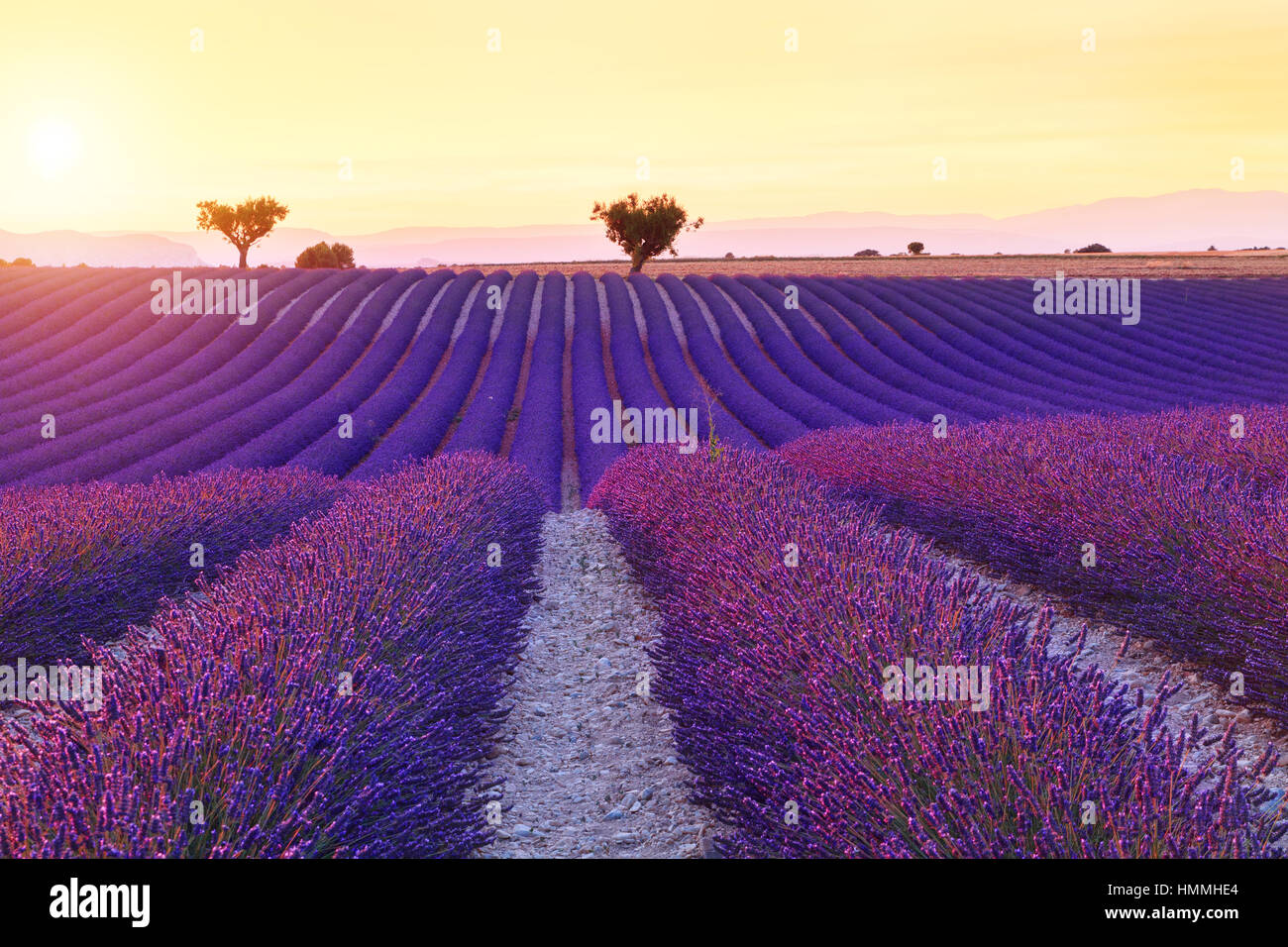 Beautiful colors purple lavender fields near Valensole, Provence in ...