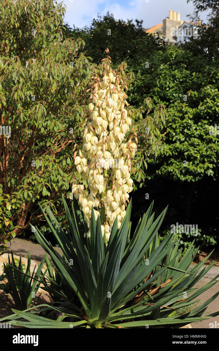 Yucca plant in flower, Cornwall, England, UK Stock Photo - Alamy
