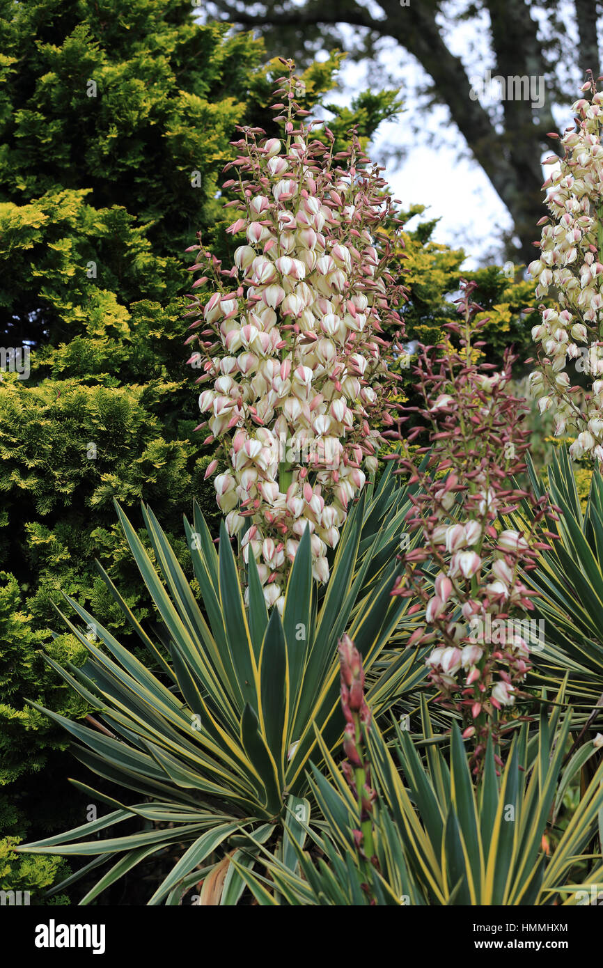 Cornwall yucca plant hi-res stock photography and images - Alamy