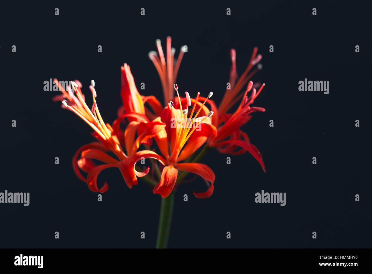 Flowering head of a Nerine plant. Cornwall, England, UK Stock Photo - Alamy