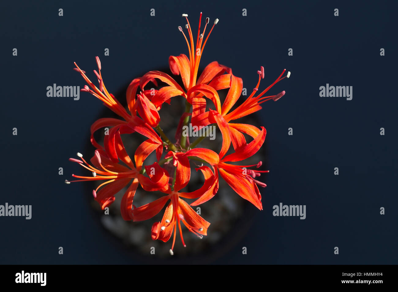 Flowering head of a Nerine plant. Cornwall, England, UK Stock Photo - Alamy