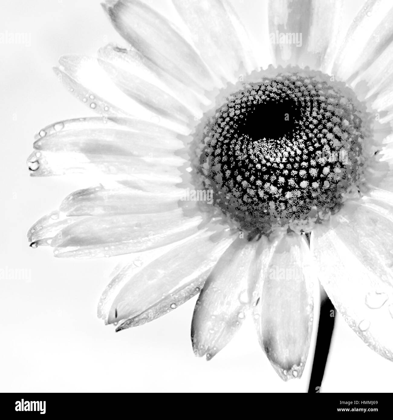 White daisy botanical flowers Black and White Stock Photos & Images - Alamy