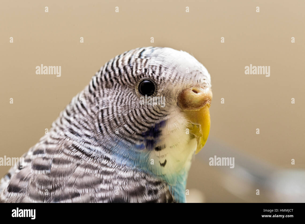 Australian parakeets hi-res stock photography and images - Alamy