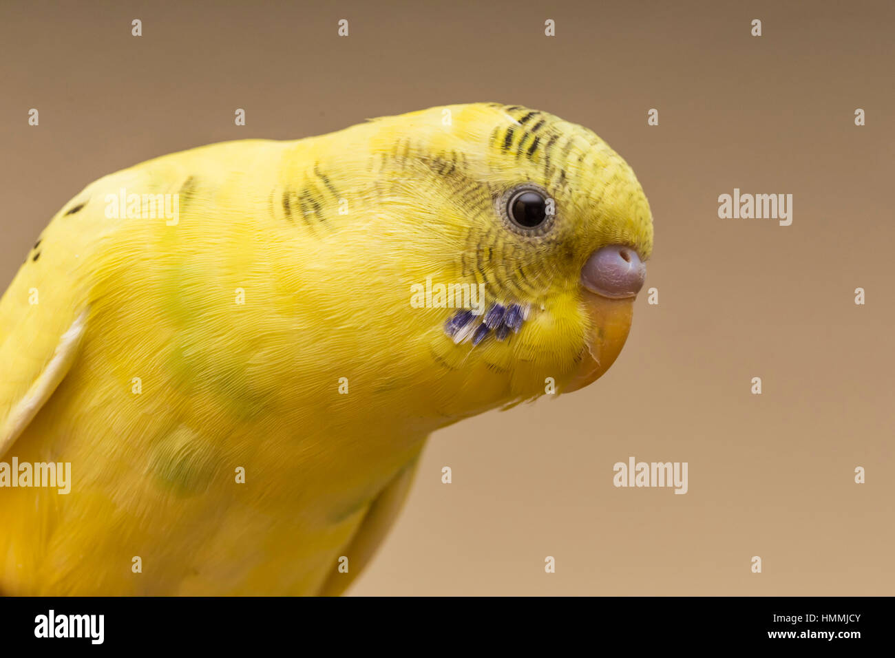 Australian parakeets hi-res stock photography and images - Alamy