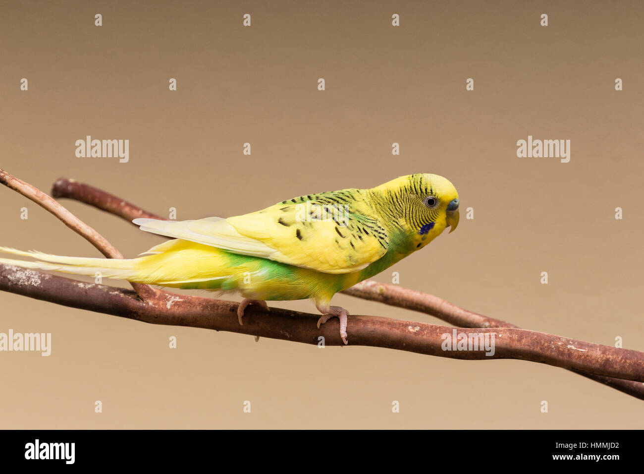 Australian parakeets hi-res stock photography and images - Alamy