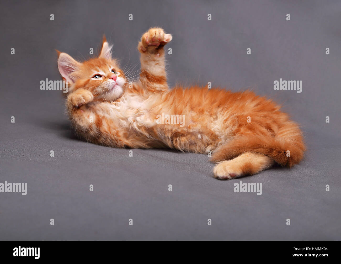 Adorable red solid maine coon kitten lying with relaxing look and ...