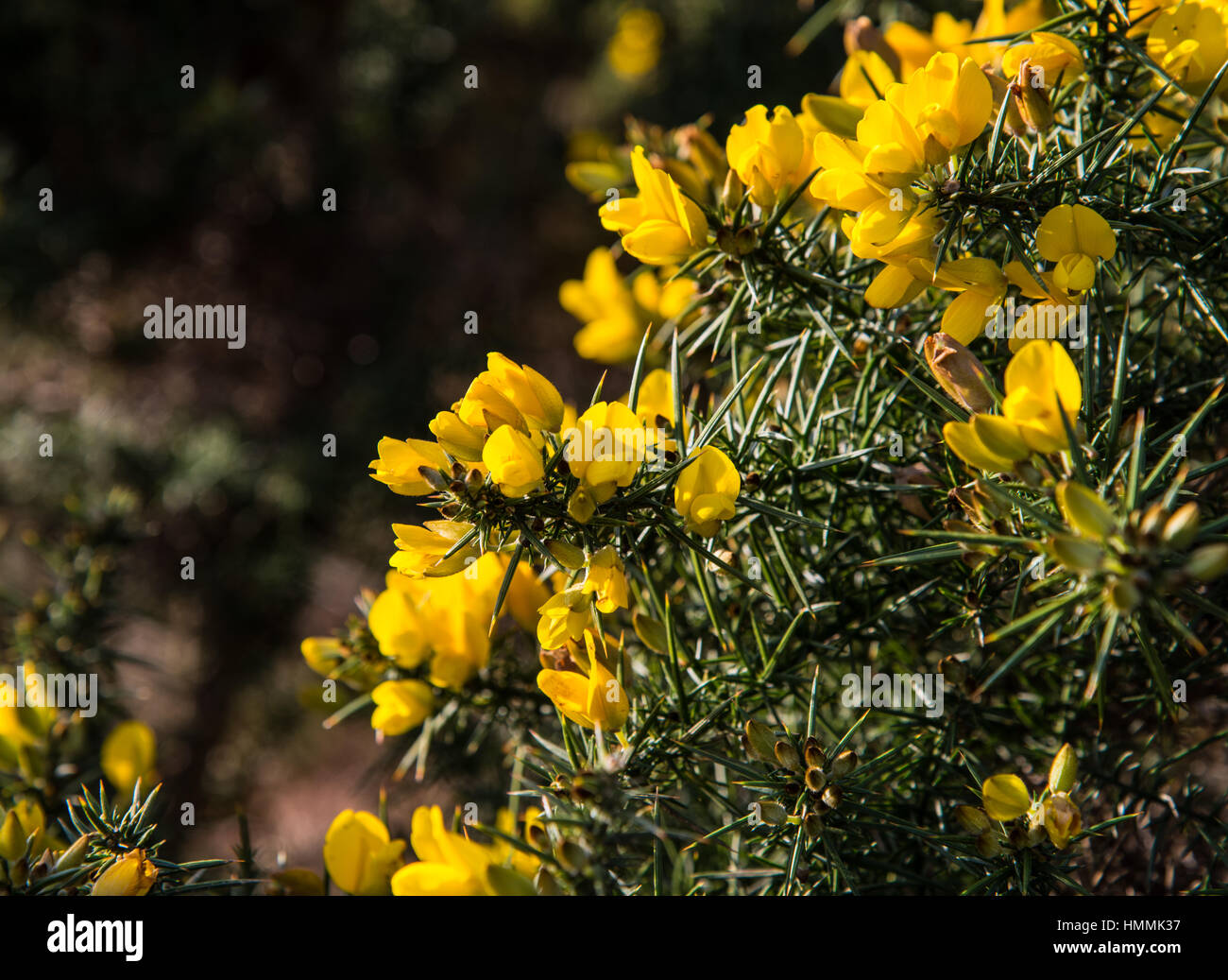 Gorse flower hi-res stock photography and images - Alamy