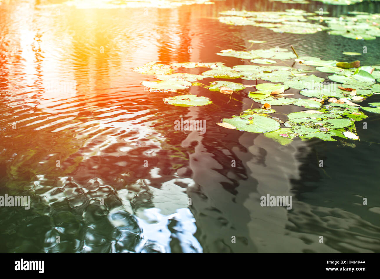 morning sunshine at park green nature swamp with water plant lilly pad ...