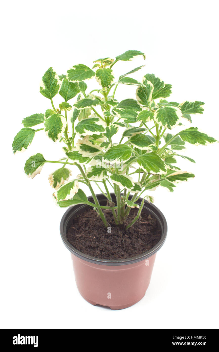 Coleus plant in pot isolated on white Stock Photo - Alamy