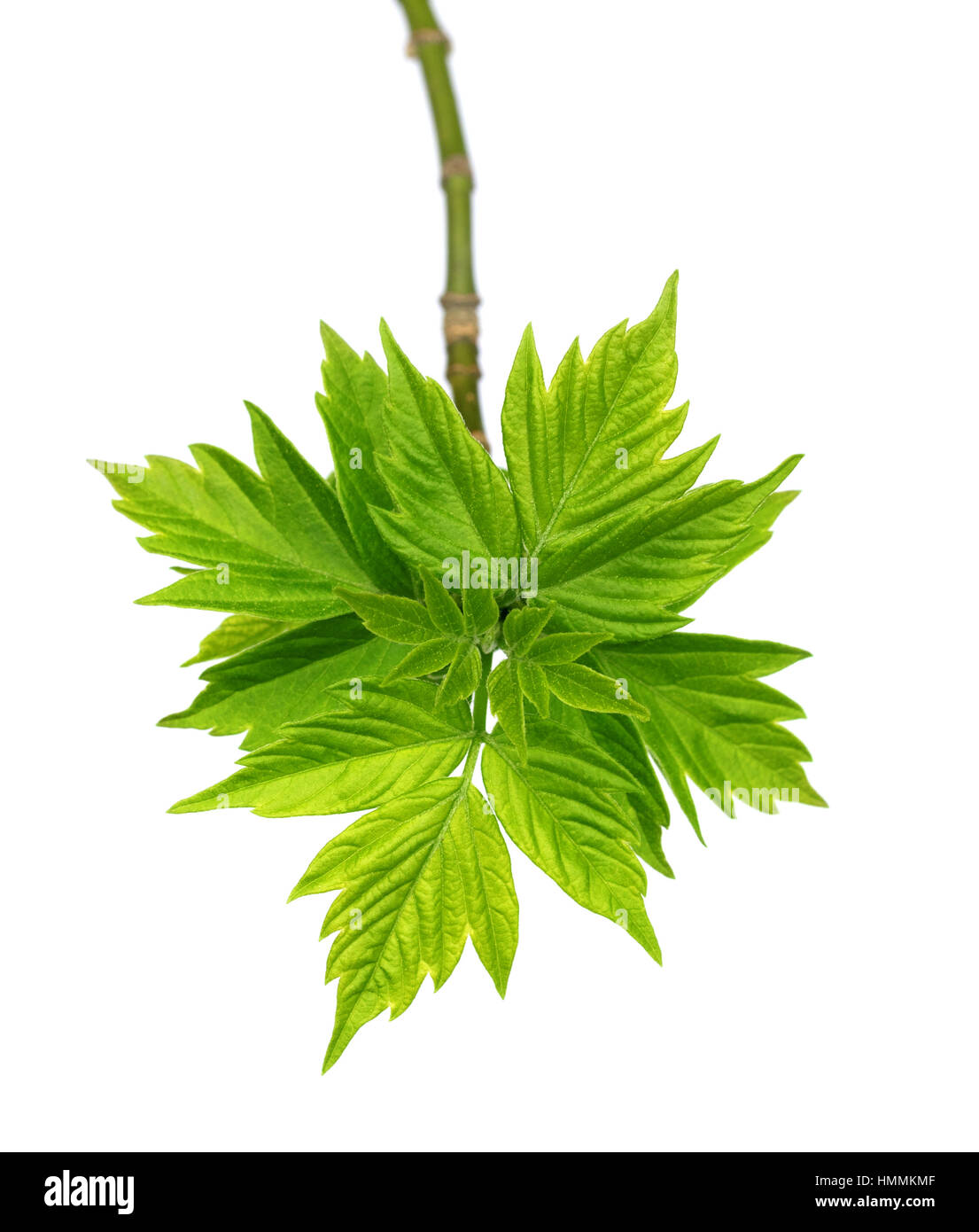 Ashleaf maple hi-res stock photography and images - Alamy