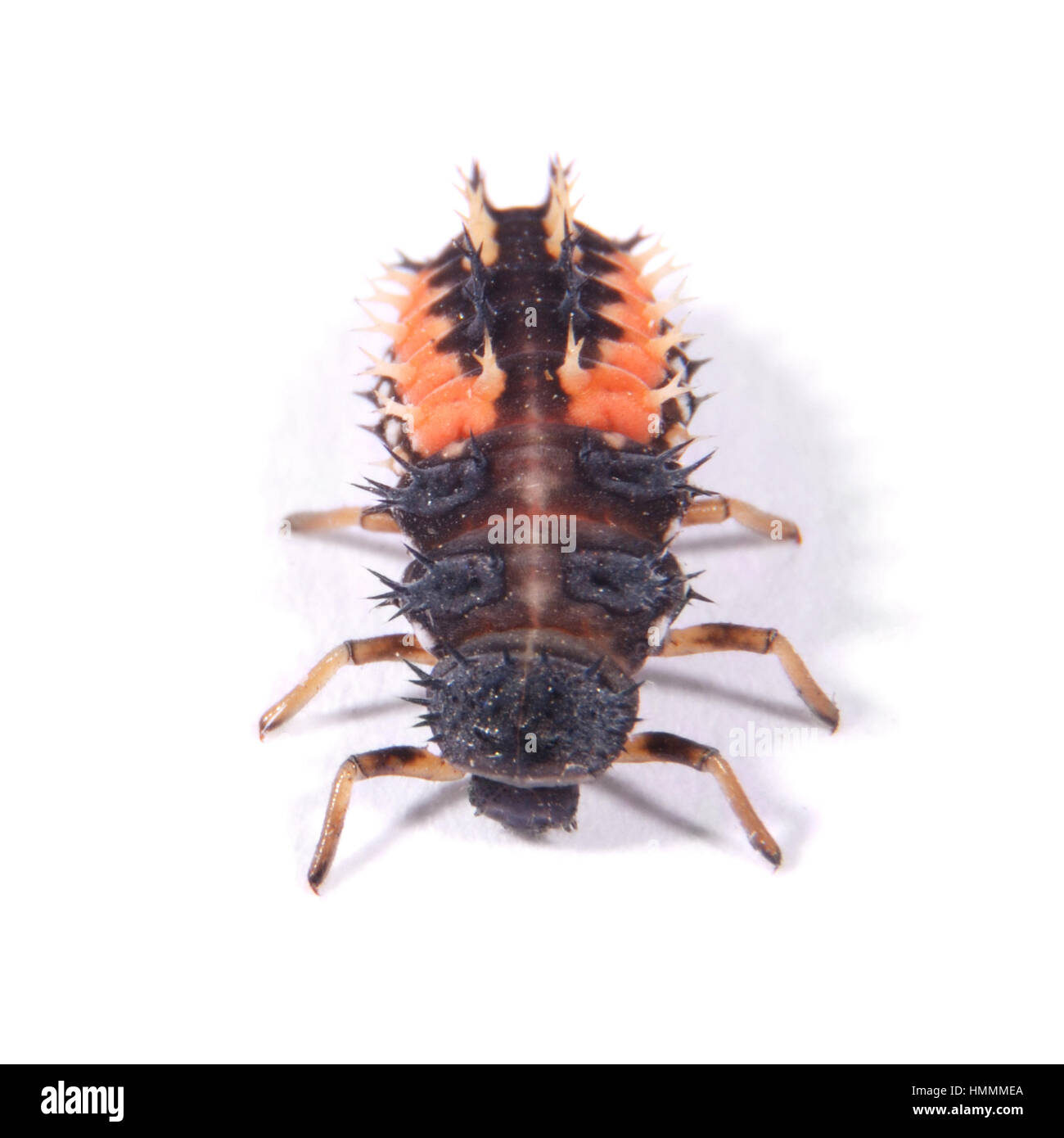 Beetle in black studio hi-res stock photography and images - Alamy